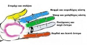 Γνωρίζετε ότι Κάθε δάχτυλο συνδέεται με ένα όργανο του Σώματος; Πιέστε ...