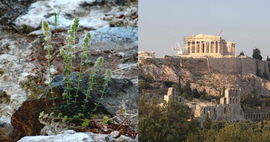Το αγριολούλουδο αυτό φυτρώνει μόνο στην Ακρόπολη και δεν μπορείς να το ...