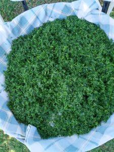 Πως να καταψύξουμε άνηθο - Daddy-Cool.gr