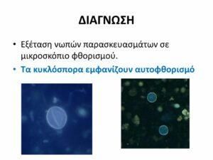 Παράσιτα στο σώμα: Είδη, Συμπτώματα, Εικόνες και ένα φυσικό αντιπαρασιτικό