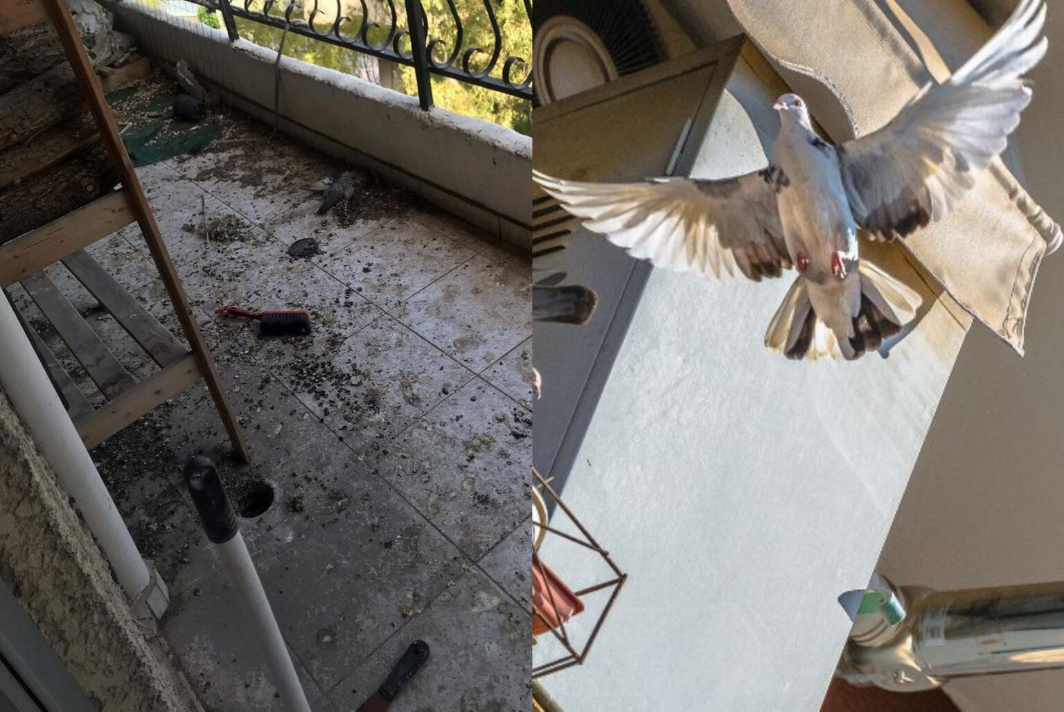 Κουτσουλιές και βρωμιές από περιστέρια στο μπαλκόνι: Πως να τα διώξεις
