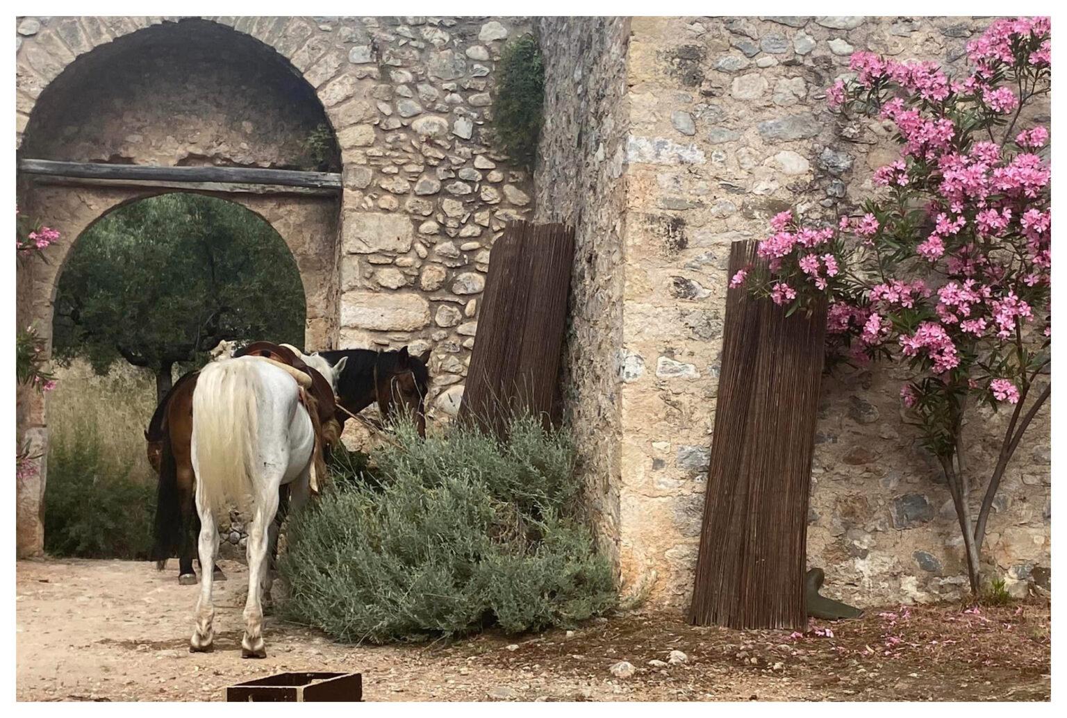 Η Μάγισσα: Οι πρωταγωνιστές της σειράς δίνουν καυτά spoilers