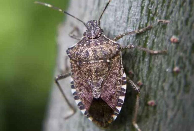 Βρομούσες στο σπίτι: Πως να απαλλαγείτε από το βρωμερό αυτό έντομο αλλά ...