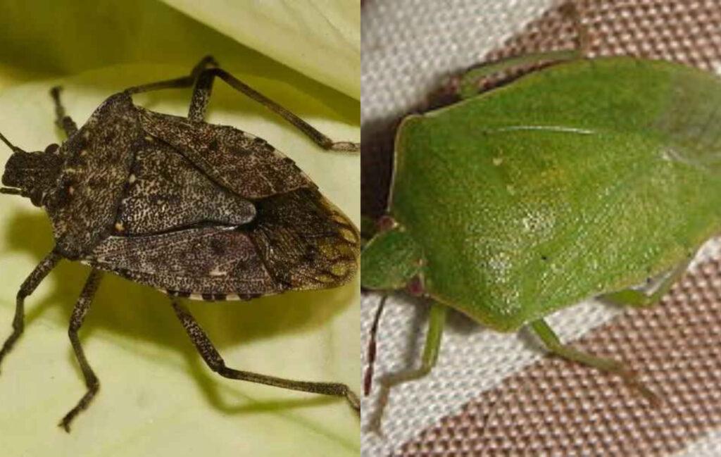 Βρομούσες στο σπίτι: Πως να απαλλαγείτε από το βρωμερό αυτό έντομο αλλά ...