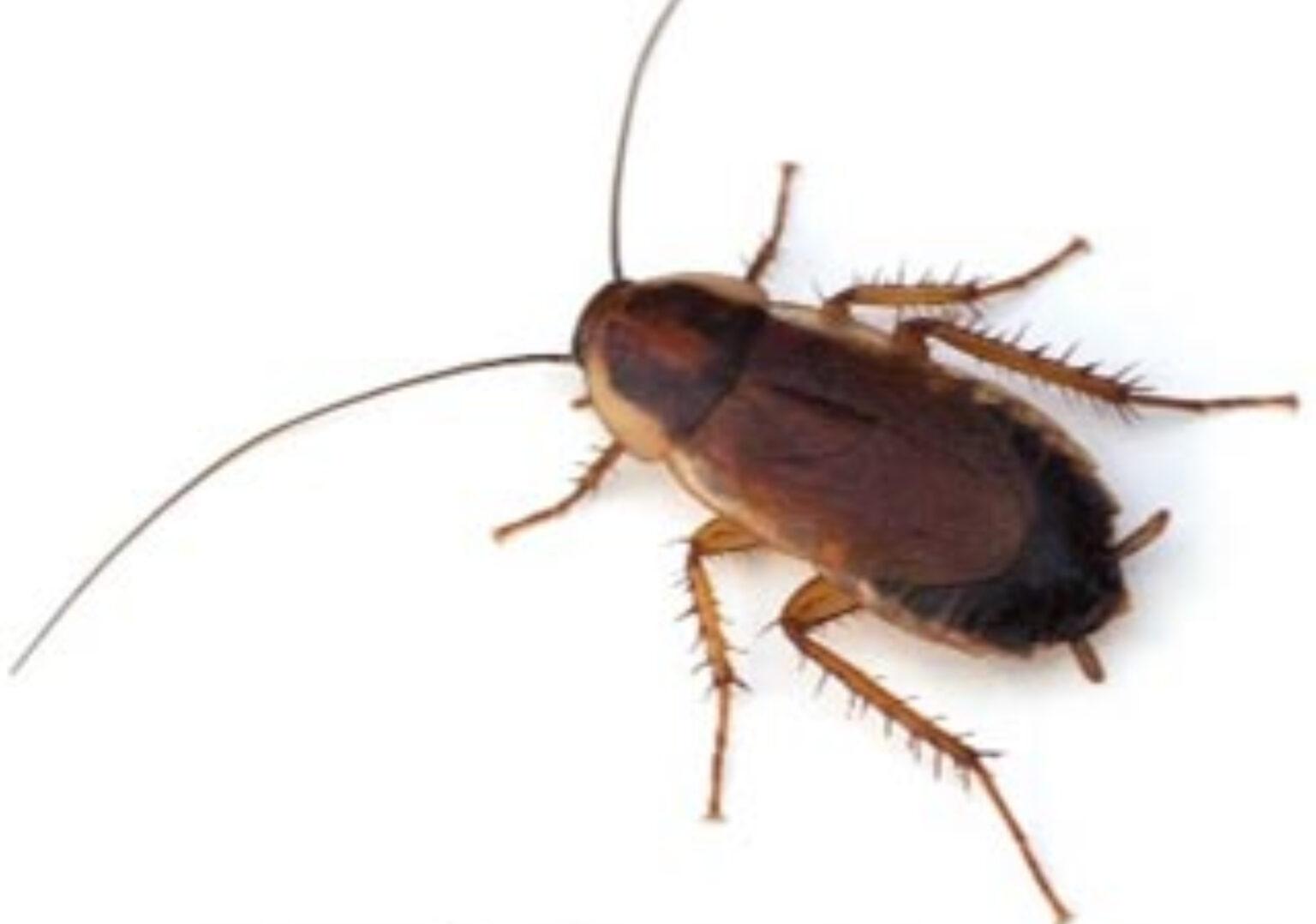 Έντομα που μοιάζουν με κατσαρίδες: Δείτε φωτογραφίες και πως να τα ...