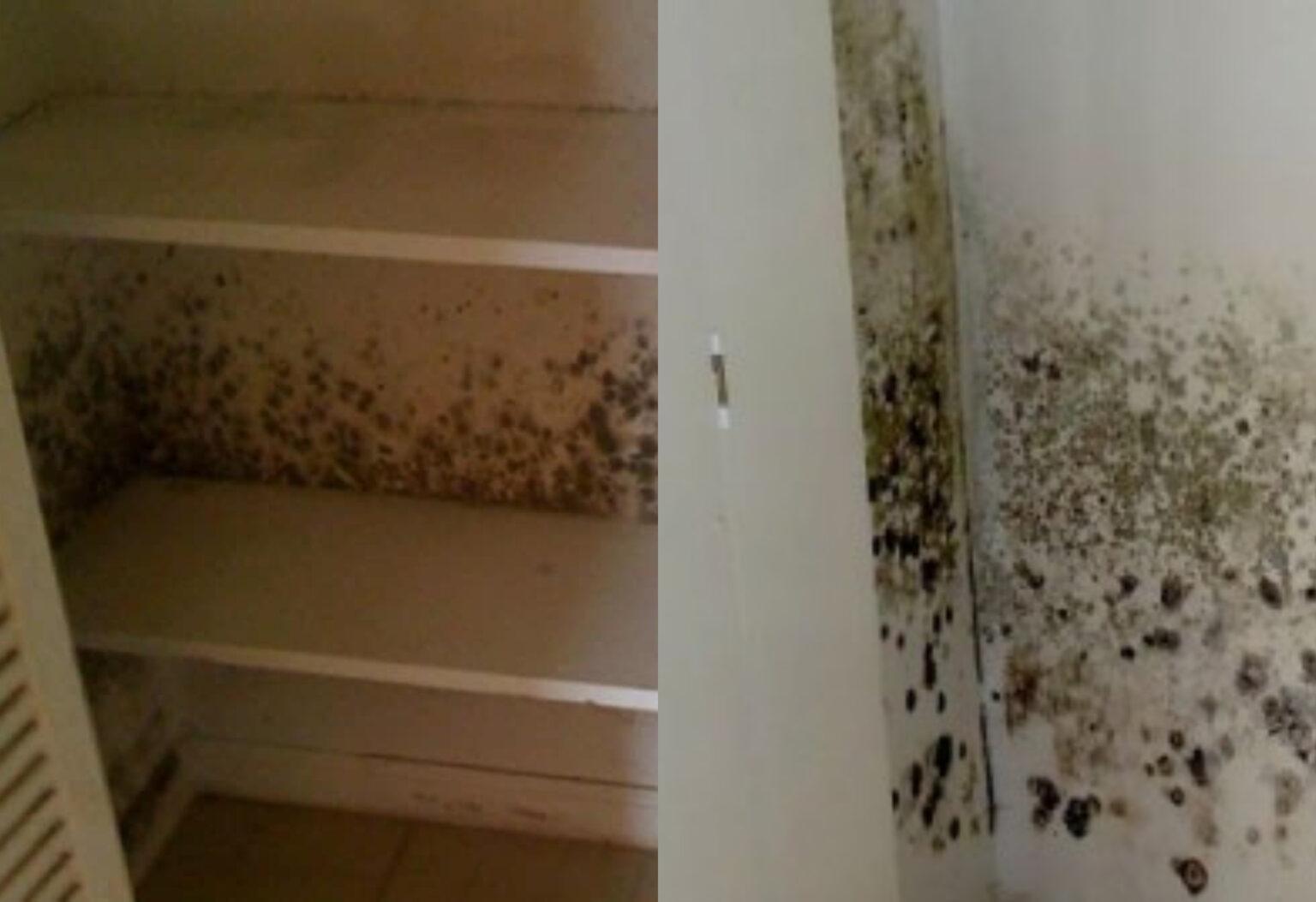 Μούχλα και υγρασία στην ντουλάπα και στον τοίχο πίσω από αυτή: Δείτε ...