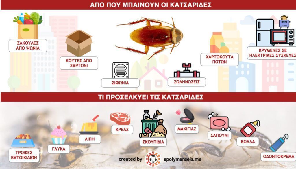 Μαύρες μεγάλες κατσαρίδες στο σπίτι: Δείτε που κρύβονται και πως να τις ...