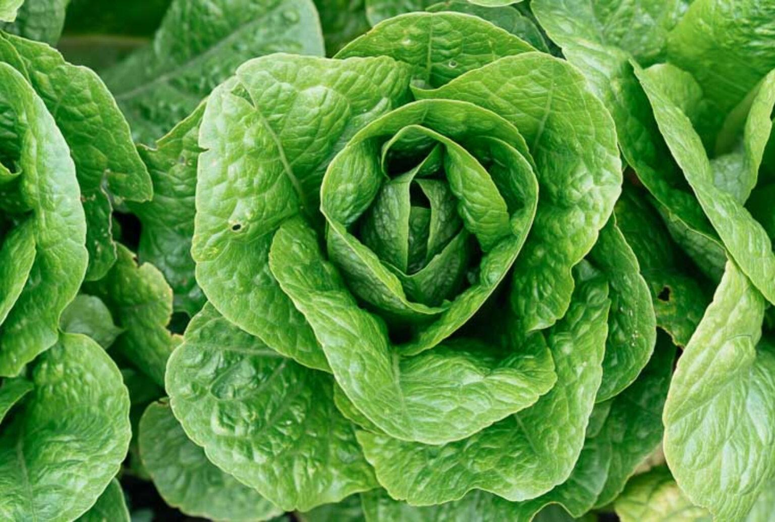 Μαρούλι : Η διατροφική αξία του και πως βοηθάει τον οργανισμό