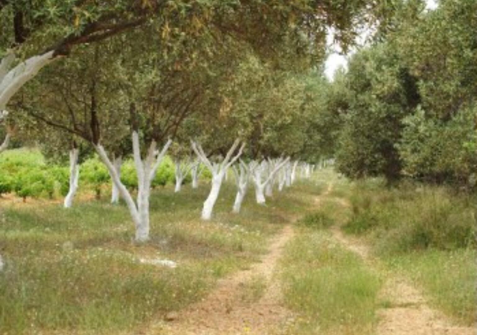 Γιατί πως και πότε ασβεστώνουμε τους κορμούς των δένδρων