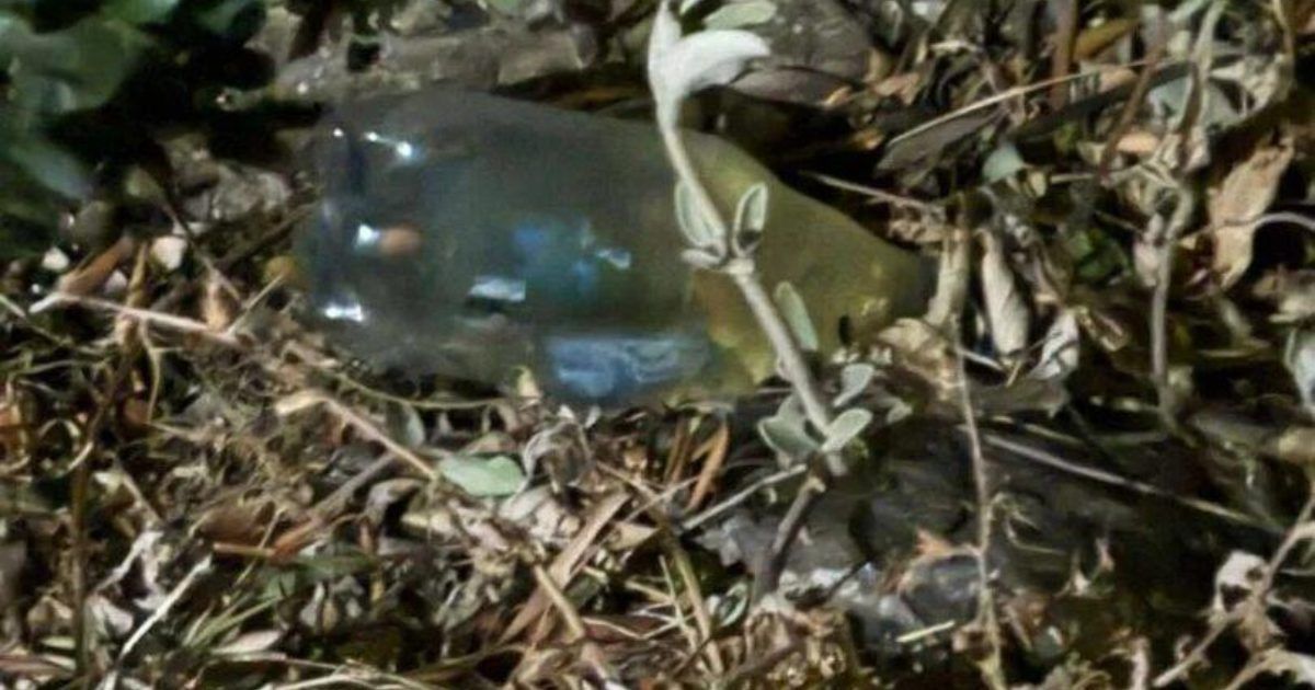 Αυτοί είναι οι Νέρωνες με το παπάκι- Φωτογραφίες από τον 19χρονο και ...