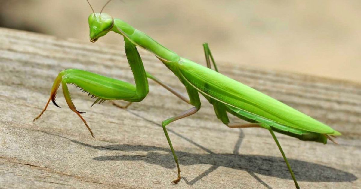 Αλογάκι της Παναγίας: Γιατί το λένε έτσι και γιατί φέρνει γρουσουζιά αν ...